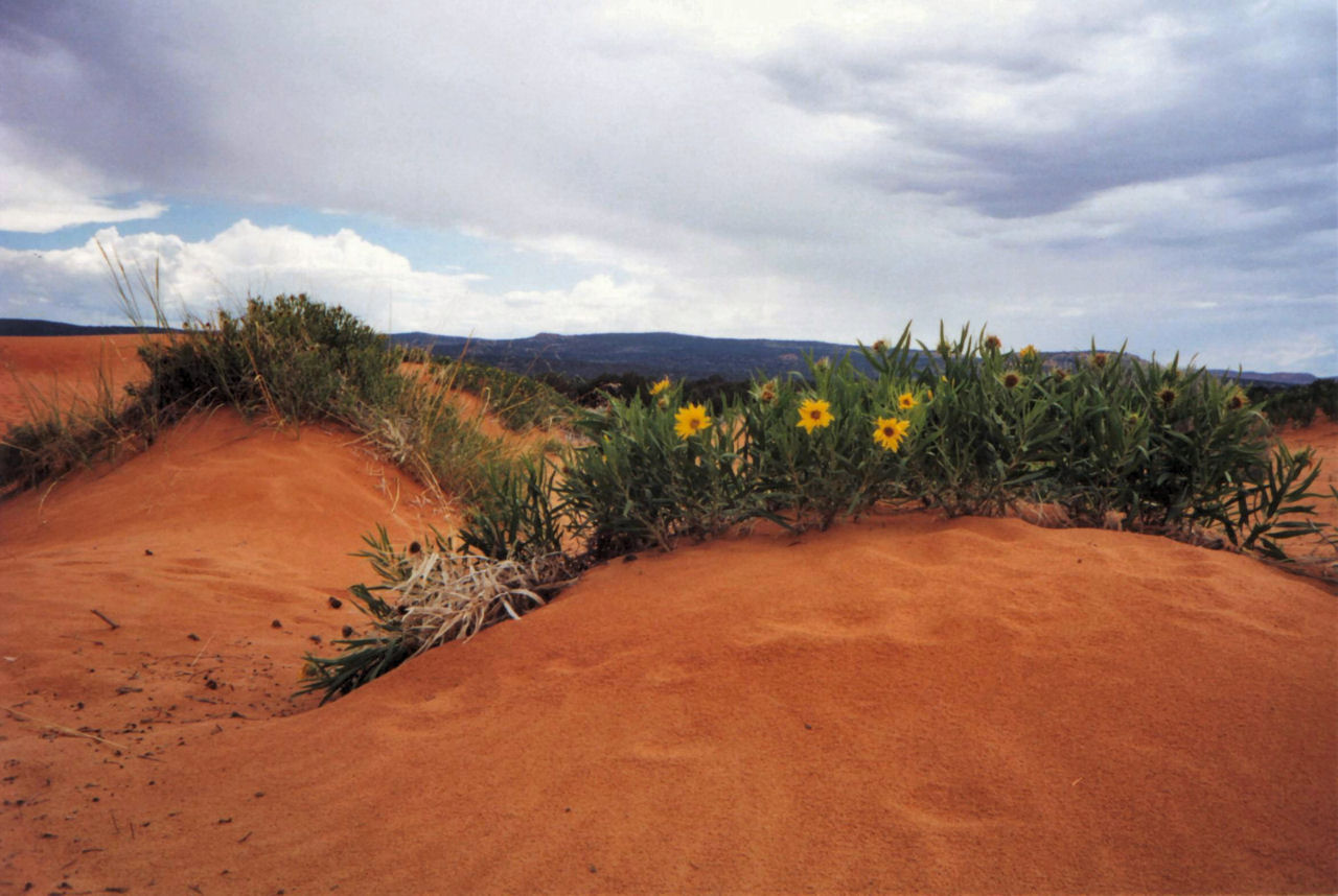 Arizona / Utah / New Mexico
