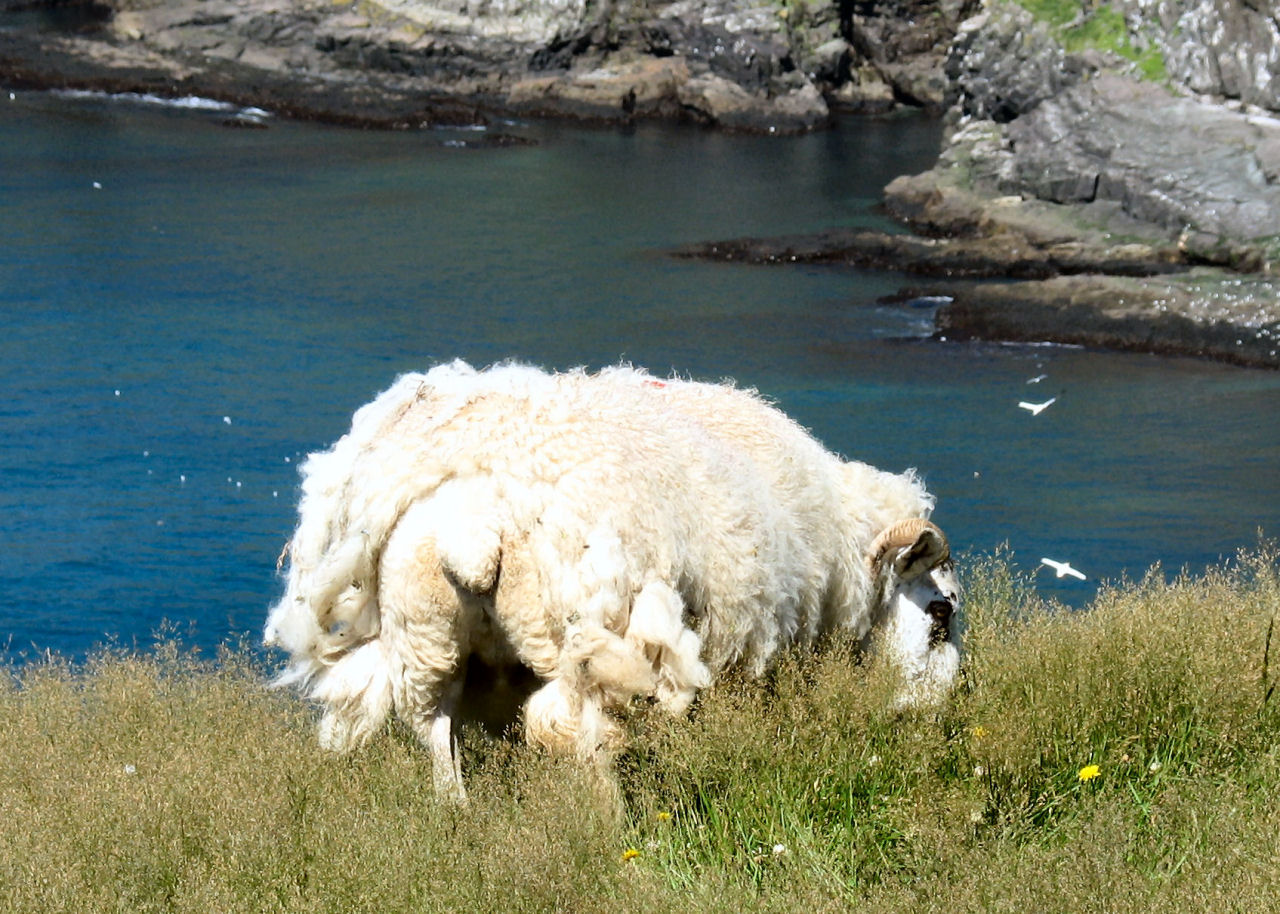 Newfoundland