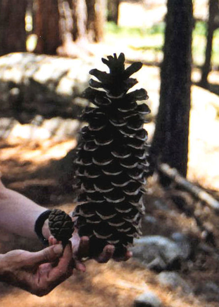 Sequoia National Park